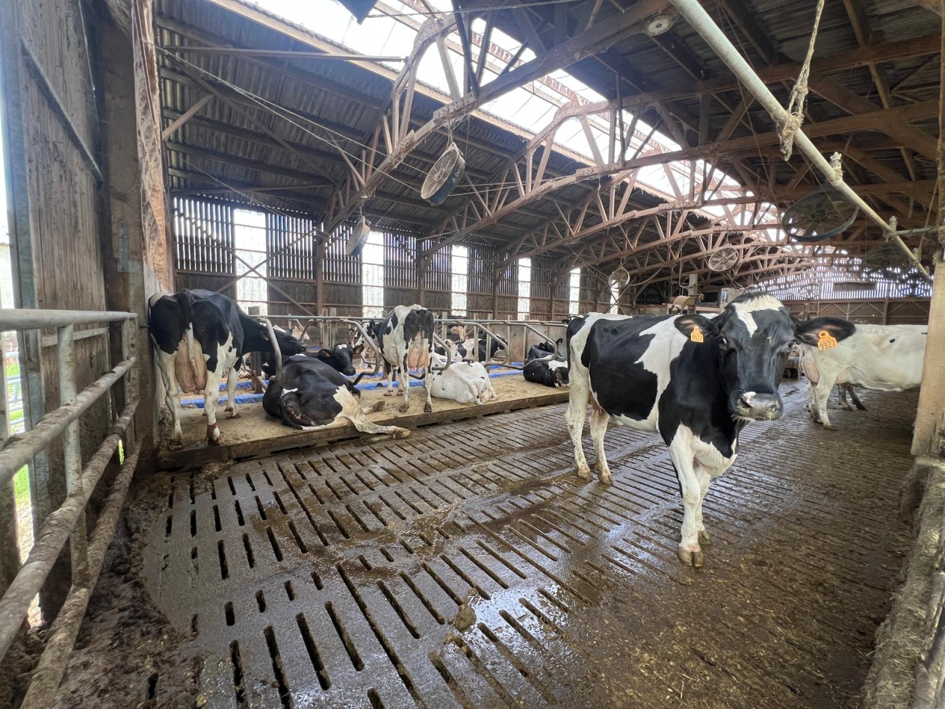 Le confort des logettes : un enjeu pour le bien-être des vaches ...